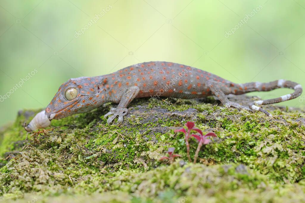 Un joven tokay gecko está comiendo una pequeña presa en un arbusto ...