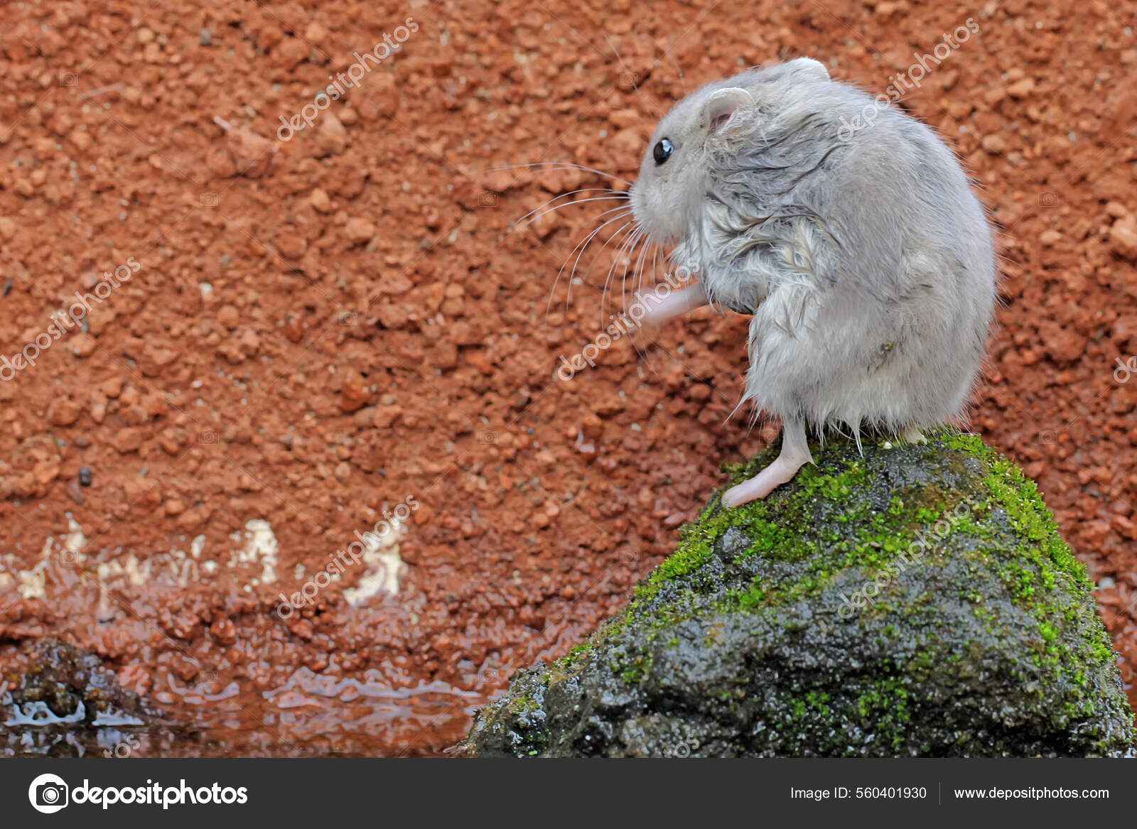 Campbell Dwarf Hamster Forages Bush Rodent Has Scientific Name Phodopus ...
