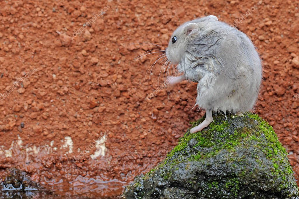 Un hamster enano Campbell forrajea en un arbusto. Este roedor tiene el ...