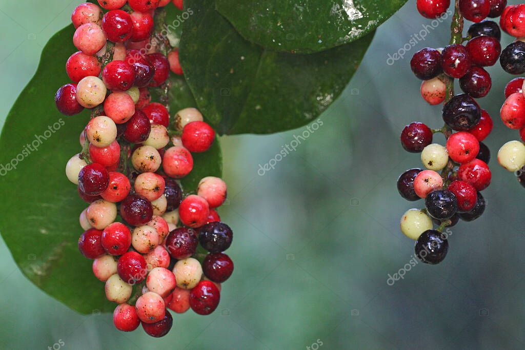 Una colección de frutos de grosella que está lista para ser cosechada ...
