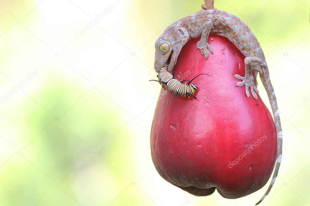 Un joven tokay gecko comiendo una oruga en una fruta de manzana malaya ...