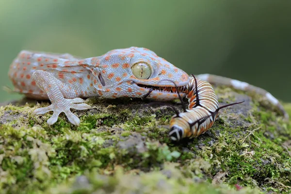 Un joven tokay gecko comiendo una oruga en una roca cubierta de musgo ...