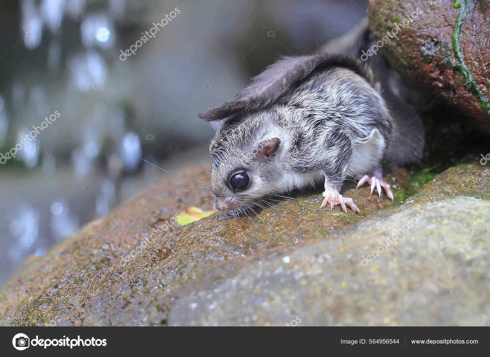 Baby Dwarf Squirrels