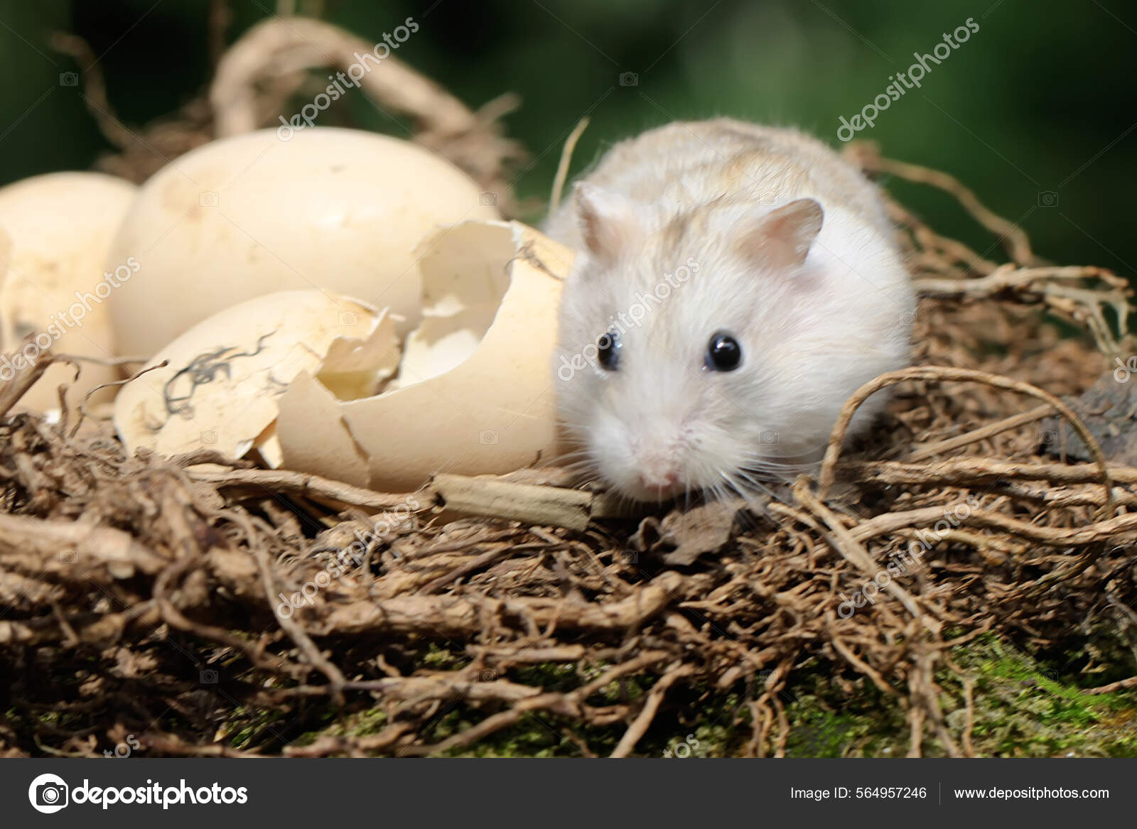 Do Hamsters Lay Eggs