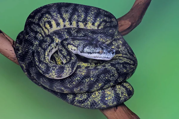 Congo snake Stock Photos, Royalty Free Congo snake Images | Depositphotos