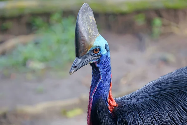 Cassowary face Stock Photos, Royalty Free Cassowary face Images ...
