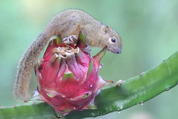 Esquilo tricolor Stock Photos, Royalty Free Esquilo tricolor Images ...