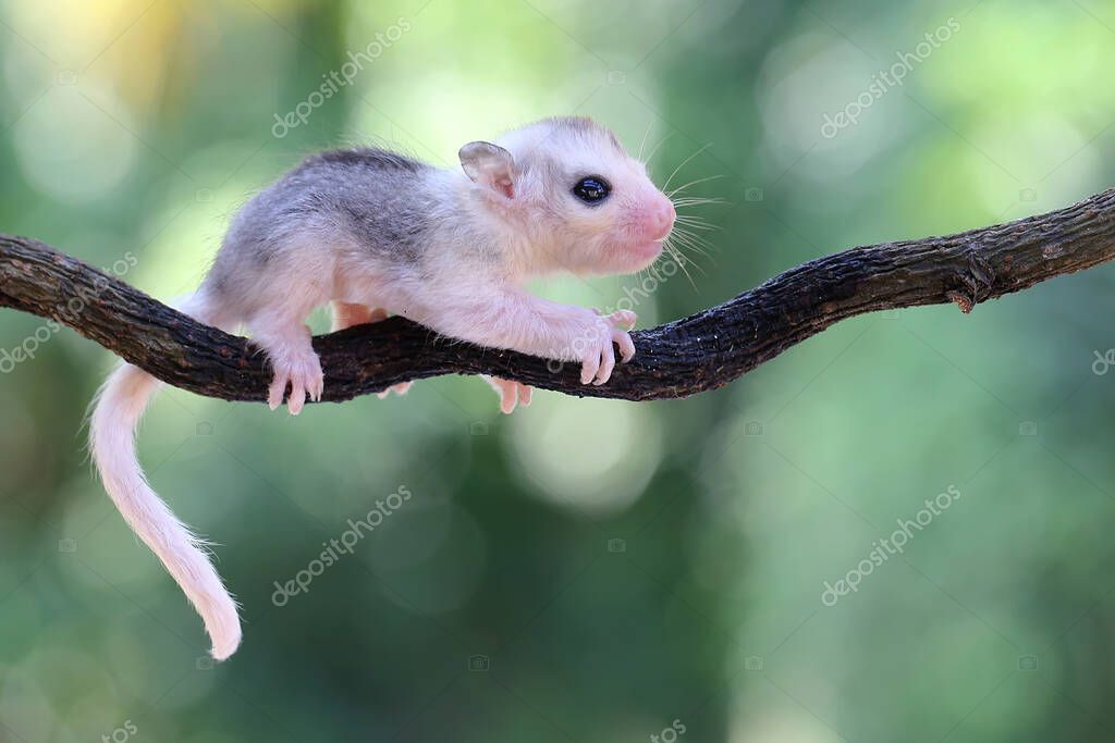 Un planeador de azúcar bebé que acaba de salir de la bolsa de su madre ...