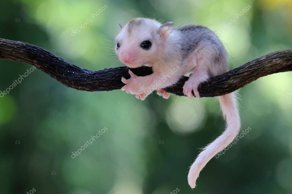 Un planeador de azúcar bebé que acaba de salir de la bolsa de su madre ...