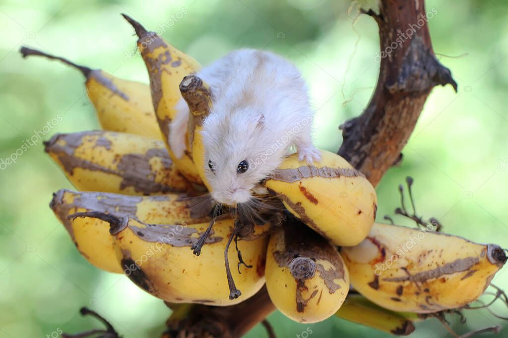 Un hamster enano Campbell está comiendo un plátano maduro. Este roedor ...