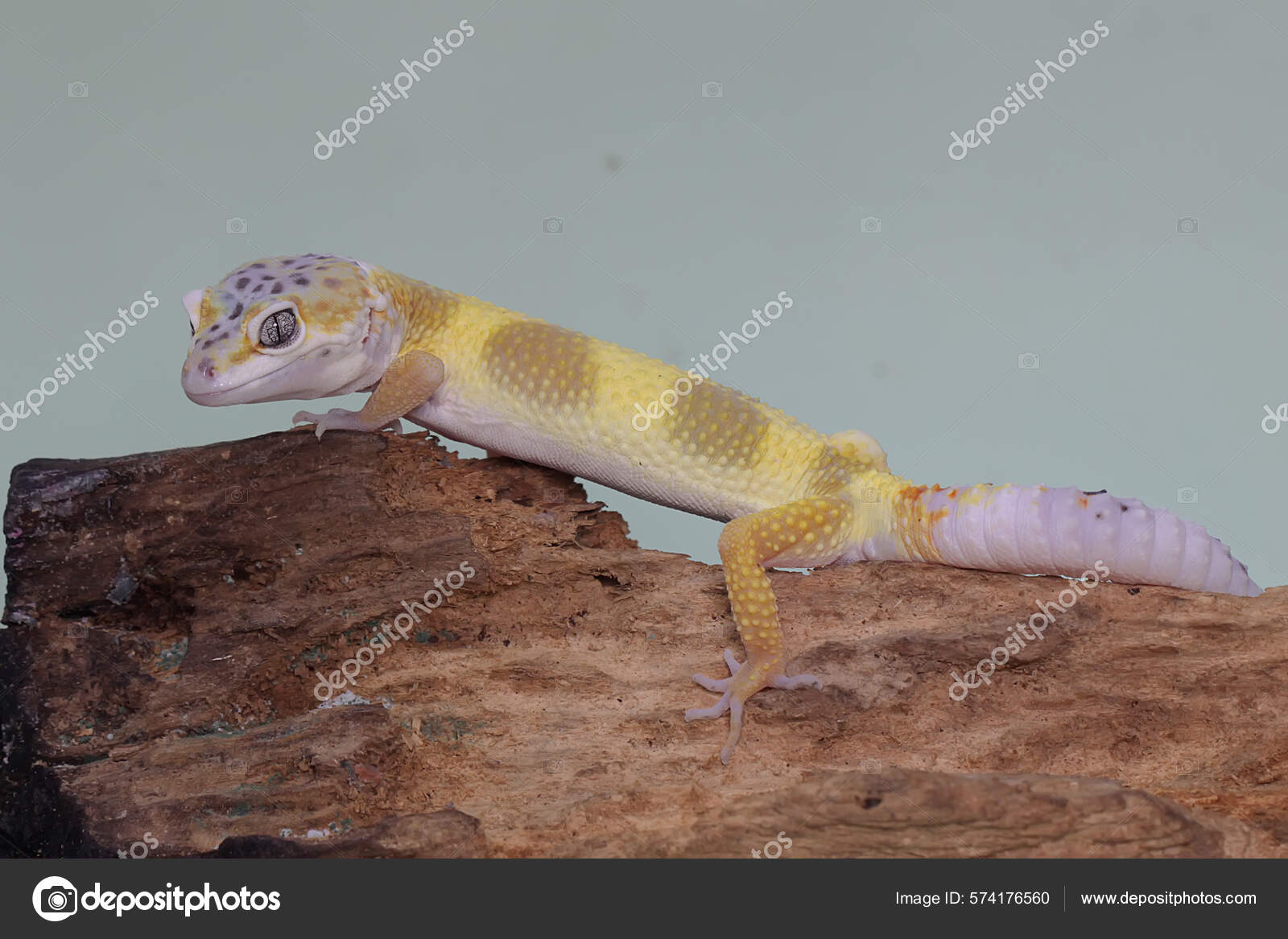 Leopard Gecko Basking Rotting Log Reptiles Attractive Colors Have ...