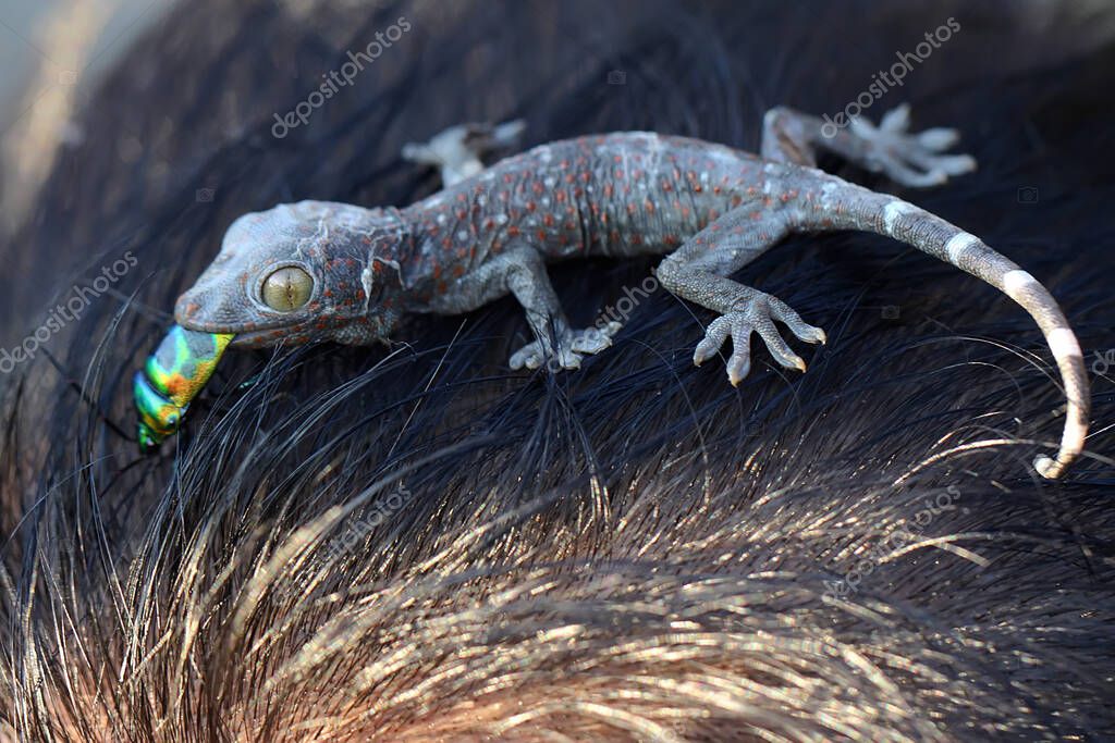 Un joven tokay gecko está comiendo un insecto arlequín. Este reptil ...