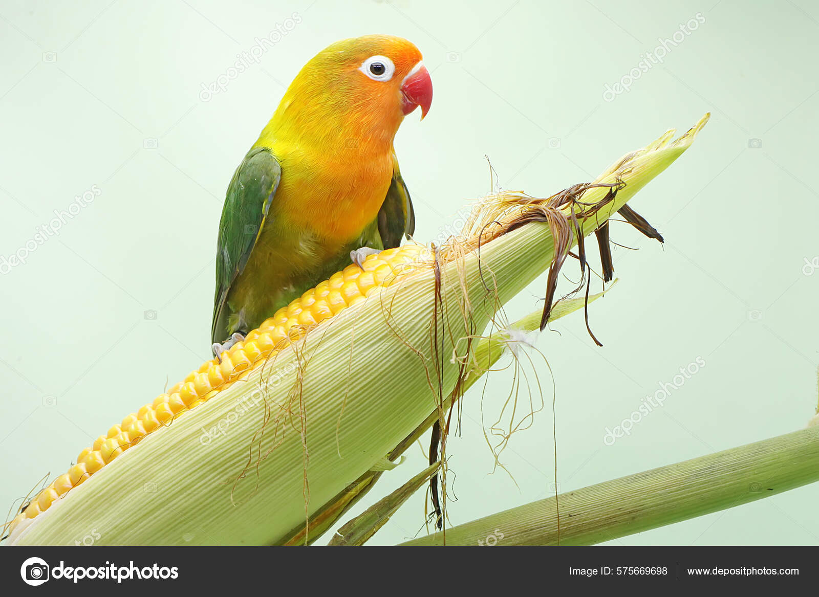 Lovebird Perched Corn Kernel Ready Harvested Bird Which Used Symbol ...