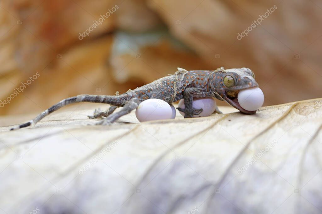 Un joven tokay gecko está comiendo un huevo. Este reptil tiene el ...