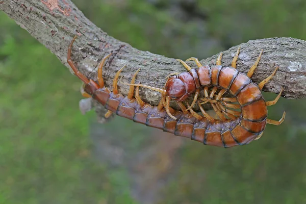 Vietnamese centipede Stock Photos, Royalty Free Vietnamese centipede ...