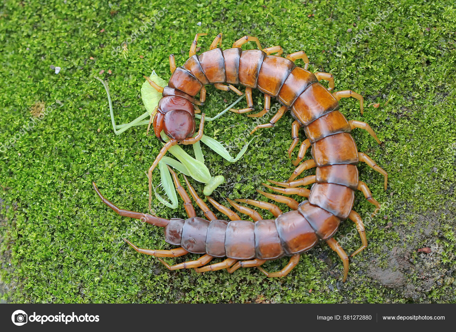 Garden Centipede Scientific Name | Fasci Garden