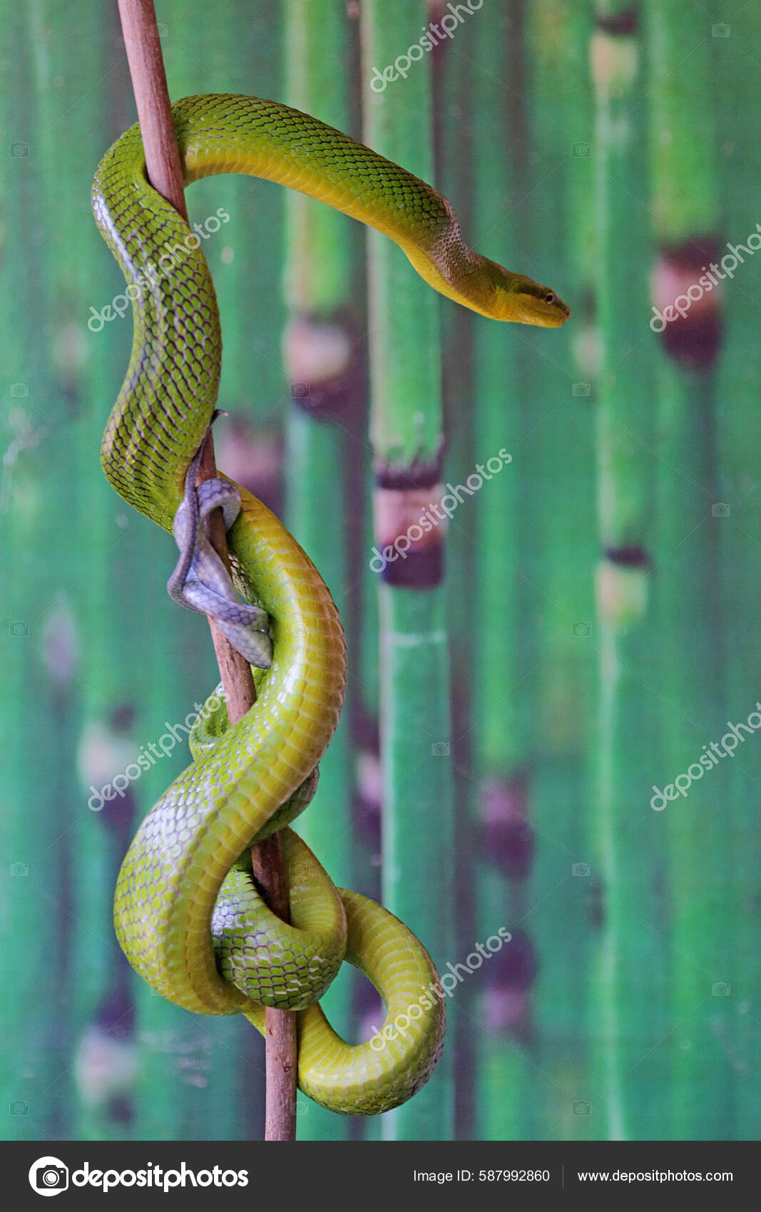Green Rat Snake Resting Dry Tree Branch Reptile Has Scientific — Stock ...