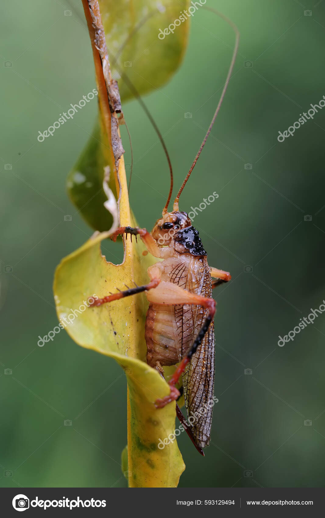 Katydids Bush Cricket Eating Anthurium Leaves Insects Eat Leaves ...