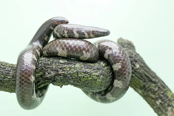 A common pipe snake is looking for prey on a dry tree branch. This ...