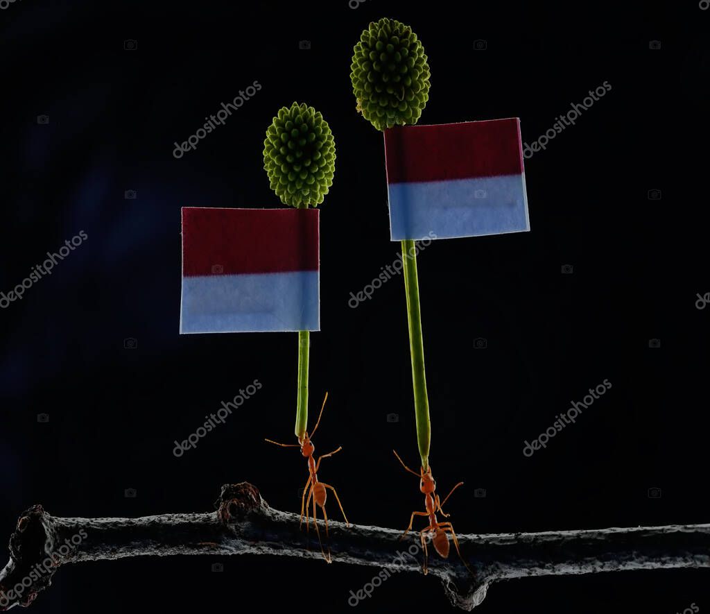 Concept photo of two weaver ants holding up the red and white flag ...