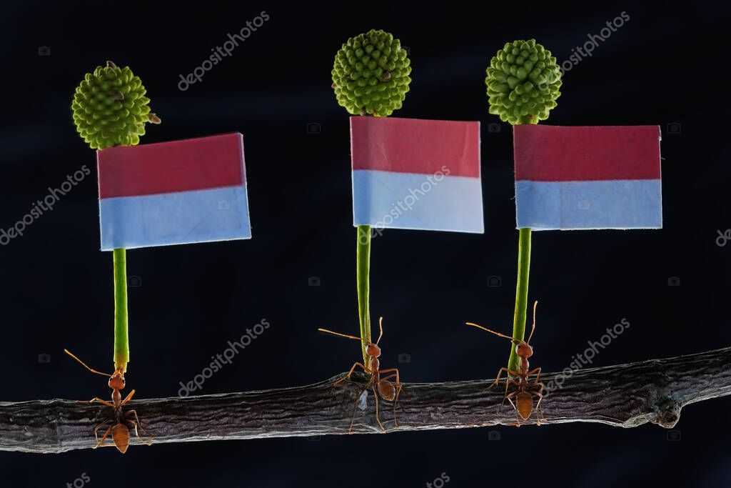 The concept photo of three weaver ants captures the red and white flag ...