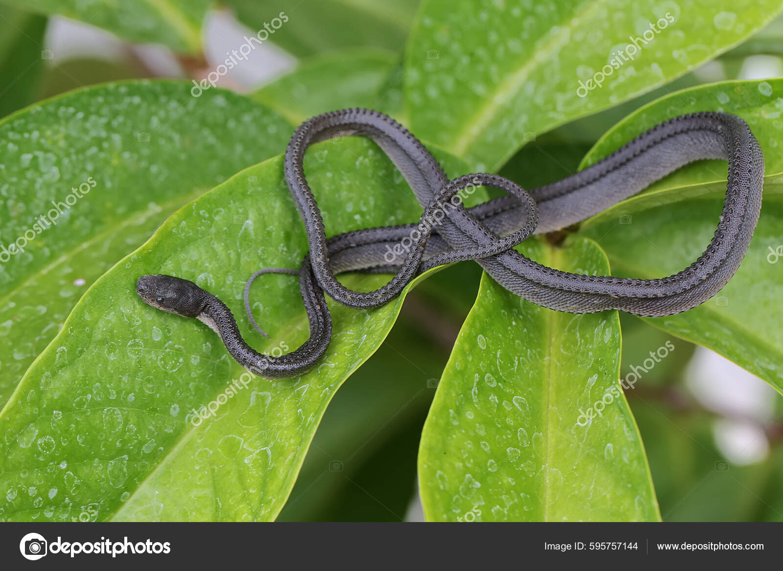 Xenodermus Javanicus