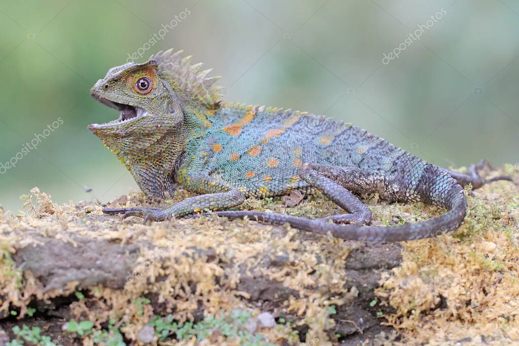 Gestos corporales de un dragón forestal que está listo para atacar a ...