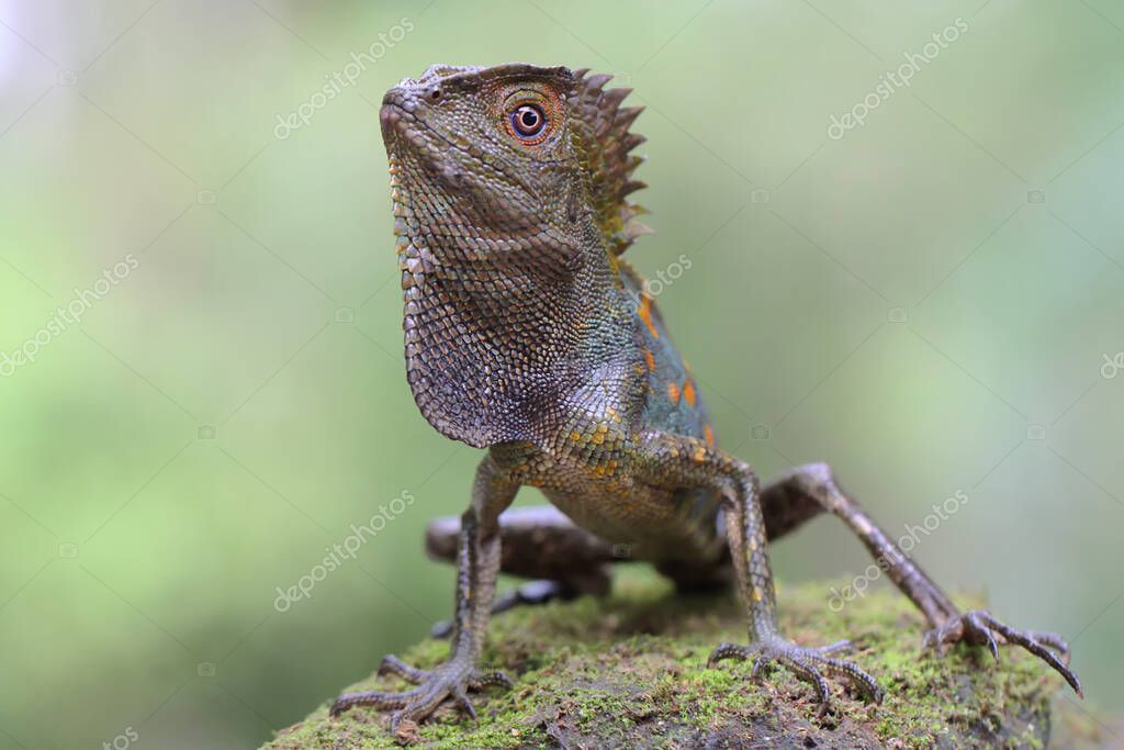Gestos corporales de un dragón forestal que está listo para atacar a ...