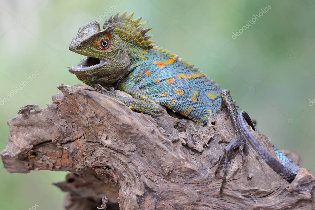 Gestos corporales de un dragón forestal que está listo para atacar a ...