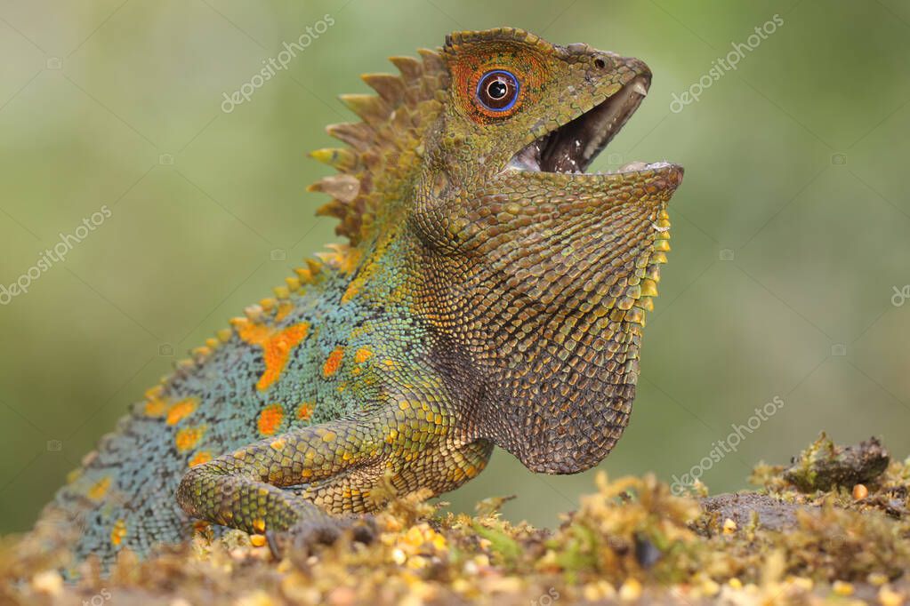 Gestos corporales de un dragón forestal que está listo para atacar a ...
