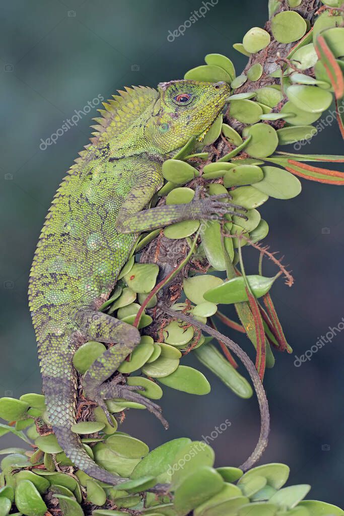 Gestos corporales de un dragón forestal que está listo para atacar a ...