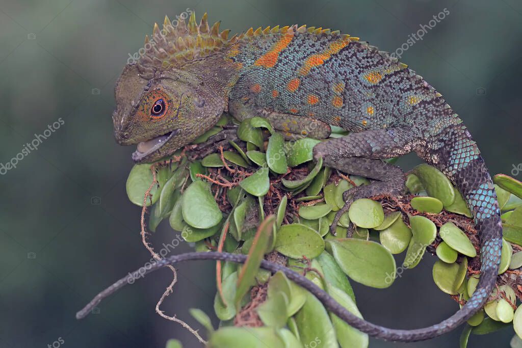 Gestos corporales de un dragón forestal que está listo para atacar a ...