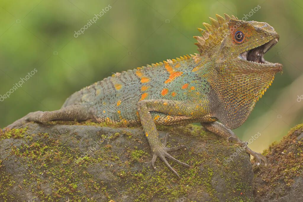 Gestos corporales de un dragón forestal que está listo para atacar a ...
