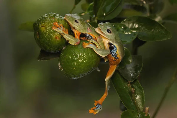 Life cycle of frogs Stock Photos, Royalty Free Life cycle of frogs ...