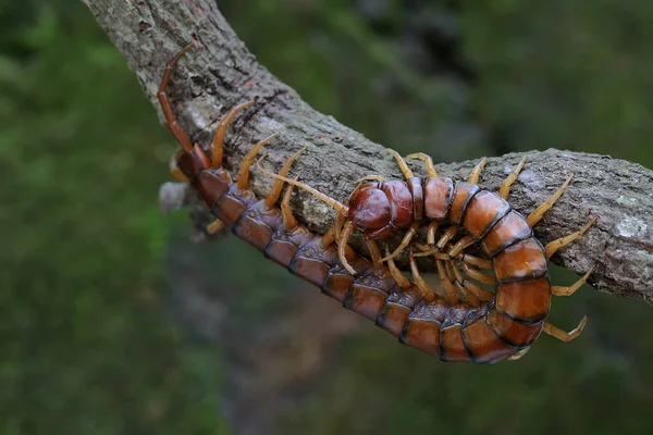 Fotos de Inseto centopeia, Imagens de Inseto centopeia sem royalties ...