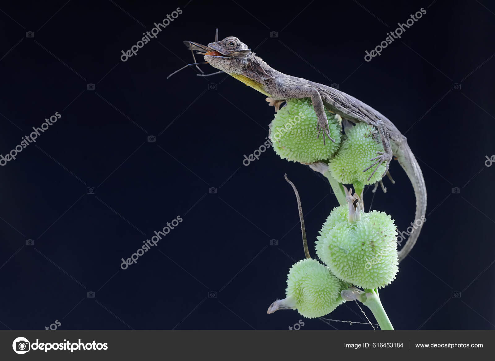 Reptile Indonesia Flying Draco