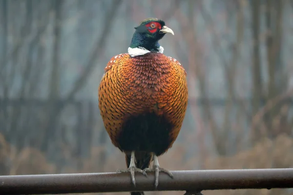 Pheasant species Stock Photos, Royalty Free Pheasant species Images ...