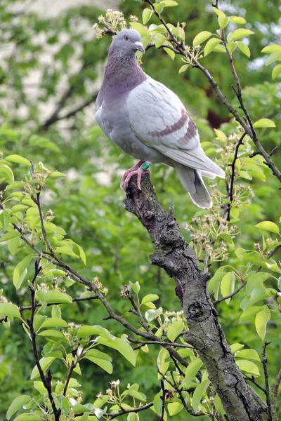 Ruffled pigeon Stock Photos, Royalty Free Ruffled pigeon Images ...