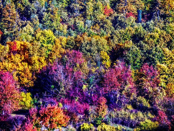 Arboles coloridos Stock Photos, Royalty Free Arboles coloridos Images ...