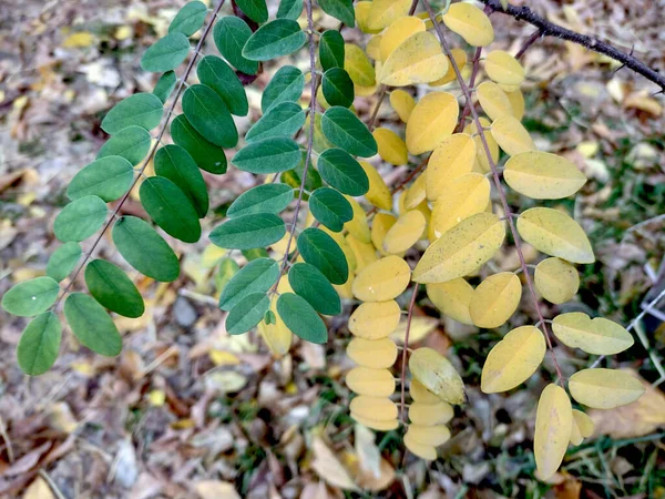 Sula variegata Stock Photos, Royalty Free Sula variegata Images ...