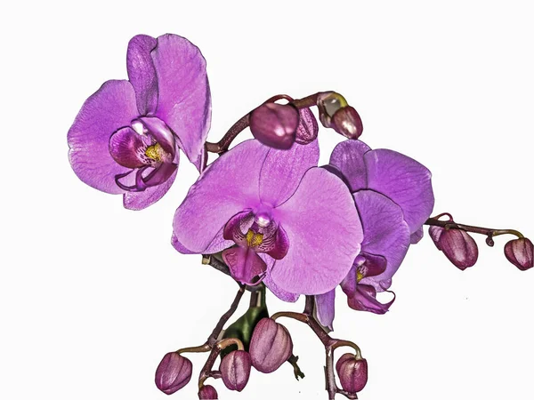 Orchidea rajz Stock fotók, Orchidea rajz Jogdíjmentes képek | Depositphotos