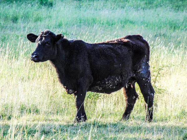 Nebraska cattle Stock Photos, Royalty Free Nebraska cattle Images ...