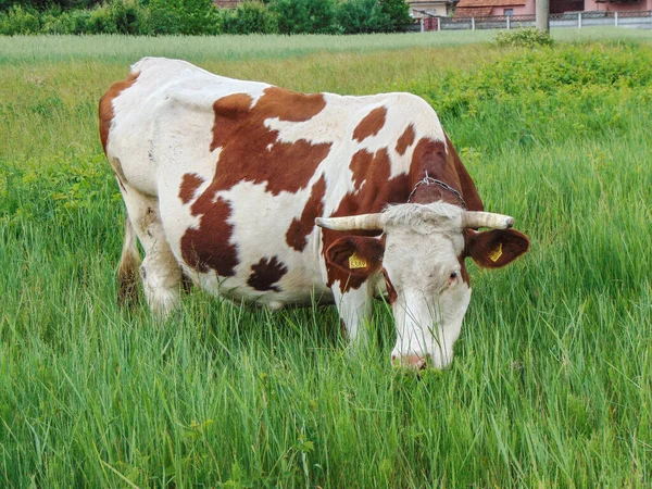 Picture of polish cow Stock Photos, Royalty Free Picture of polish cow ...