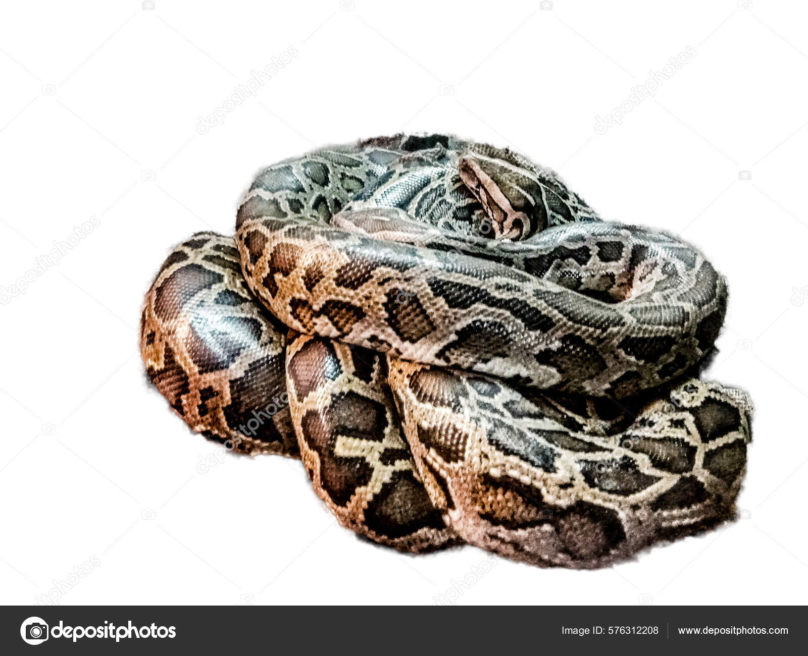 Logo Della Testa Di Serpente