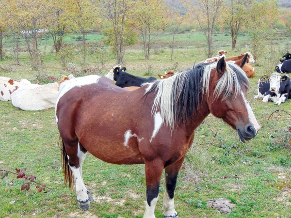 Vacas y caballos fotos de stock, imágenes de Vacas y caballos sin ...