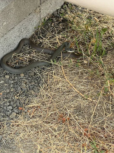 No sign of snake Stock Photos, Royalty Free No sign of snake Images ...