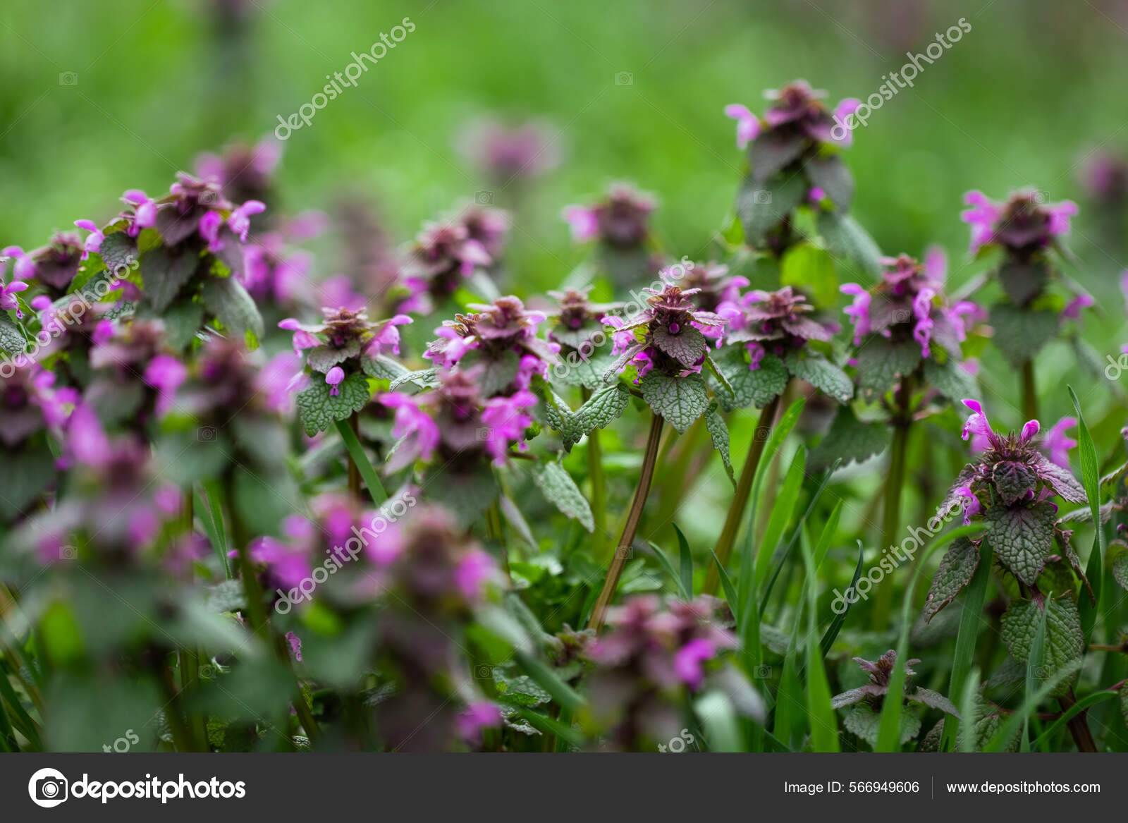 Field Grasses Forest Meadow Soft Background Blur — Stock Photo ...