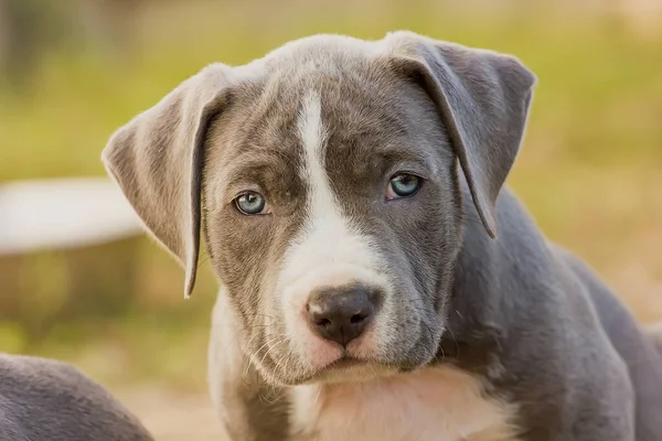 Blue Nose Dog Breed