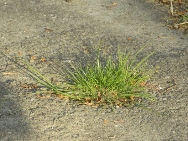 Death land sprouting Stock Photos, Royalty Free Death land sprouting ...