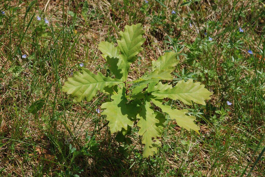 Oak (Quercus) es un género de plantas con flores perteneciente a la ...